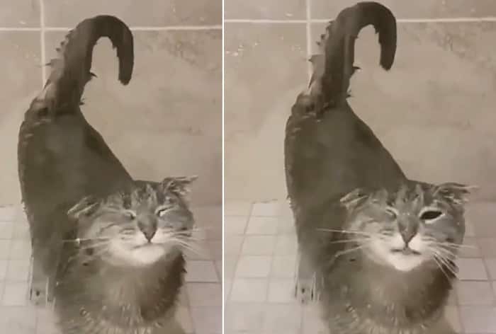 Cat Defies Nature As It Loves Taking Shower And Its Joy Is Exuding Watch