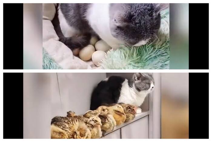 Cat Hatches Eggs, Feeds Chicks Like Mother | Watch Viral Video