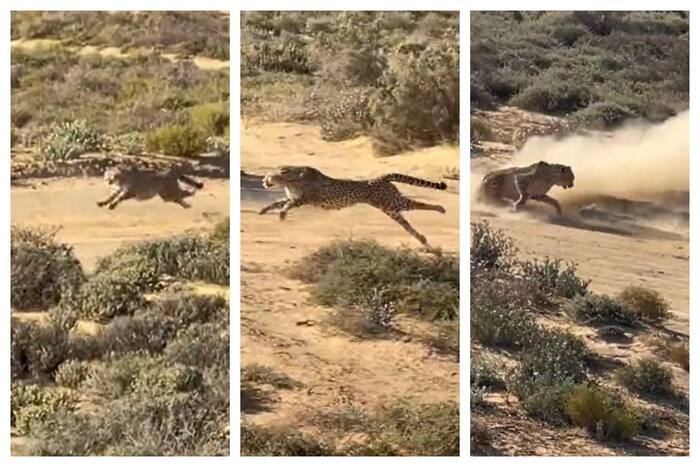 Cheetah’s Speed And Hunt Caught On Camera Like Never Before | Watch ...