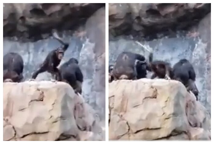 Chimpanzee Mom Admonishes Her Baby For Throwing Stones At Zoo Visitors ...