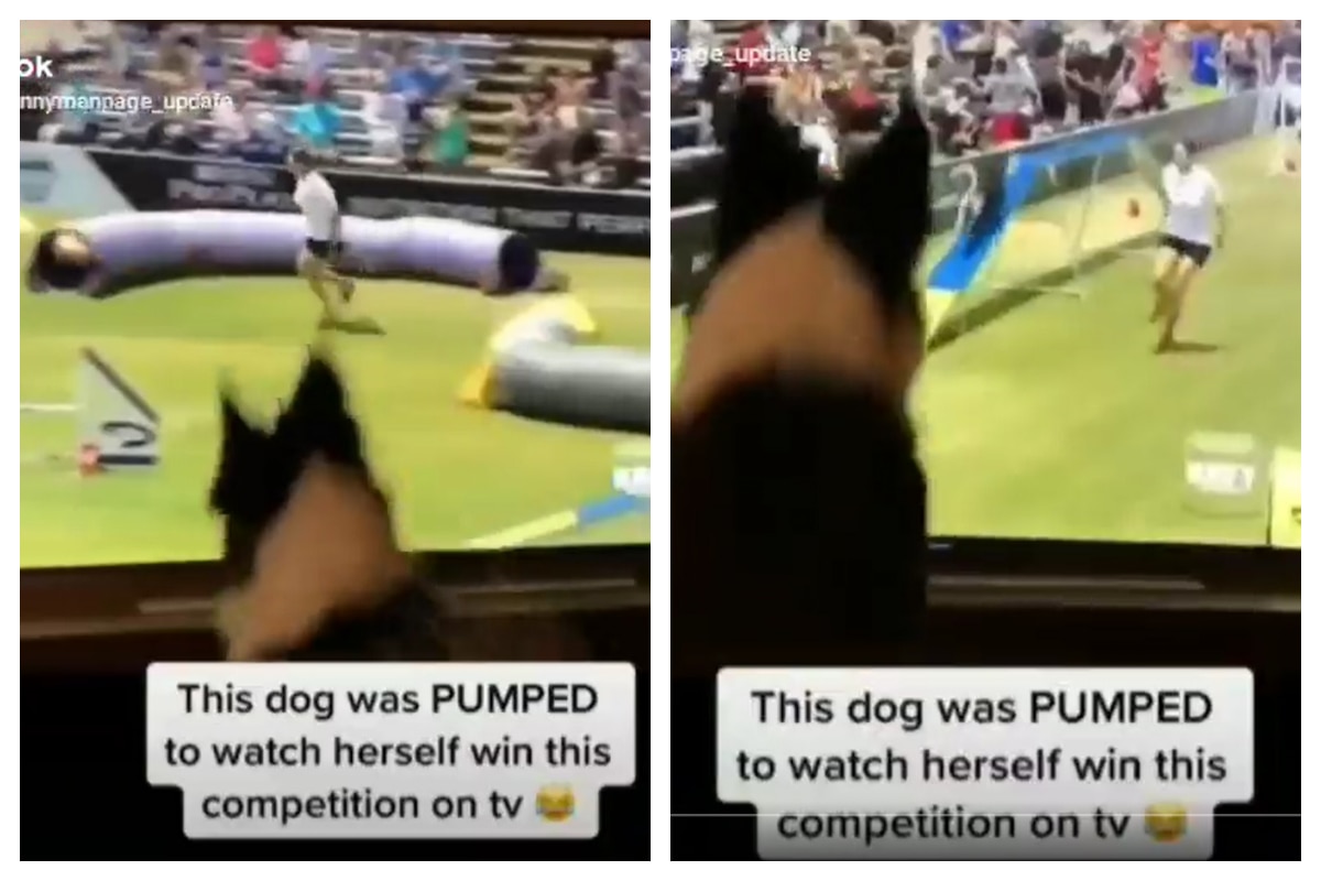 Viral Video: Dog Is Very Excited To See Video Of Herself Winning Dog ...