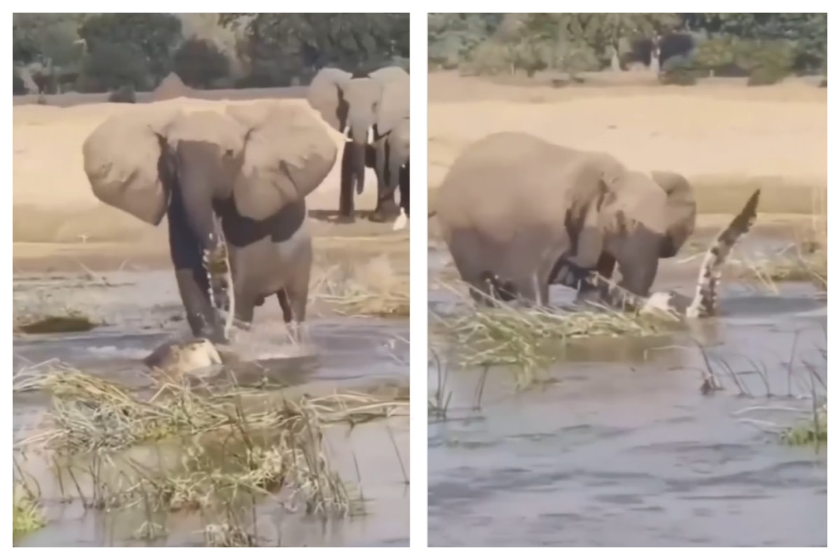 Crocodile Wants To Hunt Elephant, Gets Punished Big Time, Watch Viral Video