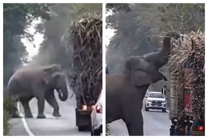 Elephant Becomes Toll Collector And Netizens Are Loving It | Watch Viral Video