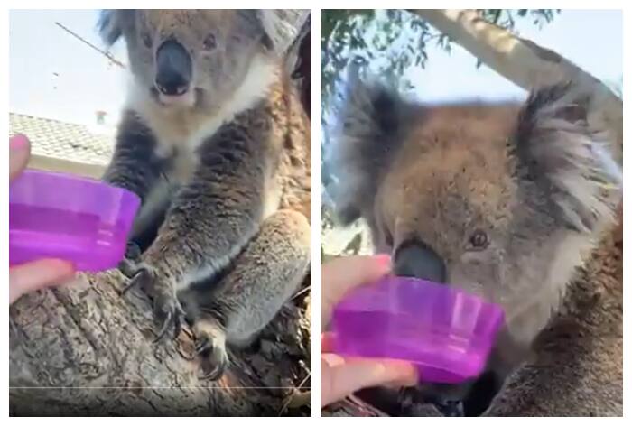 Video Of Woman Offering Water To Thirsty Koala Goes Viral Wins Hearts