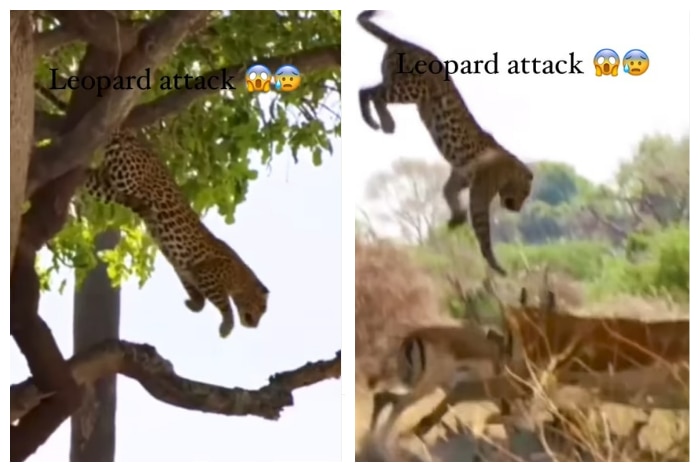 Leopard Jumps From Tree Hunts Deer On Ground In Superb Display Of ...