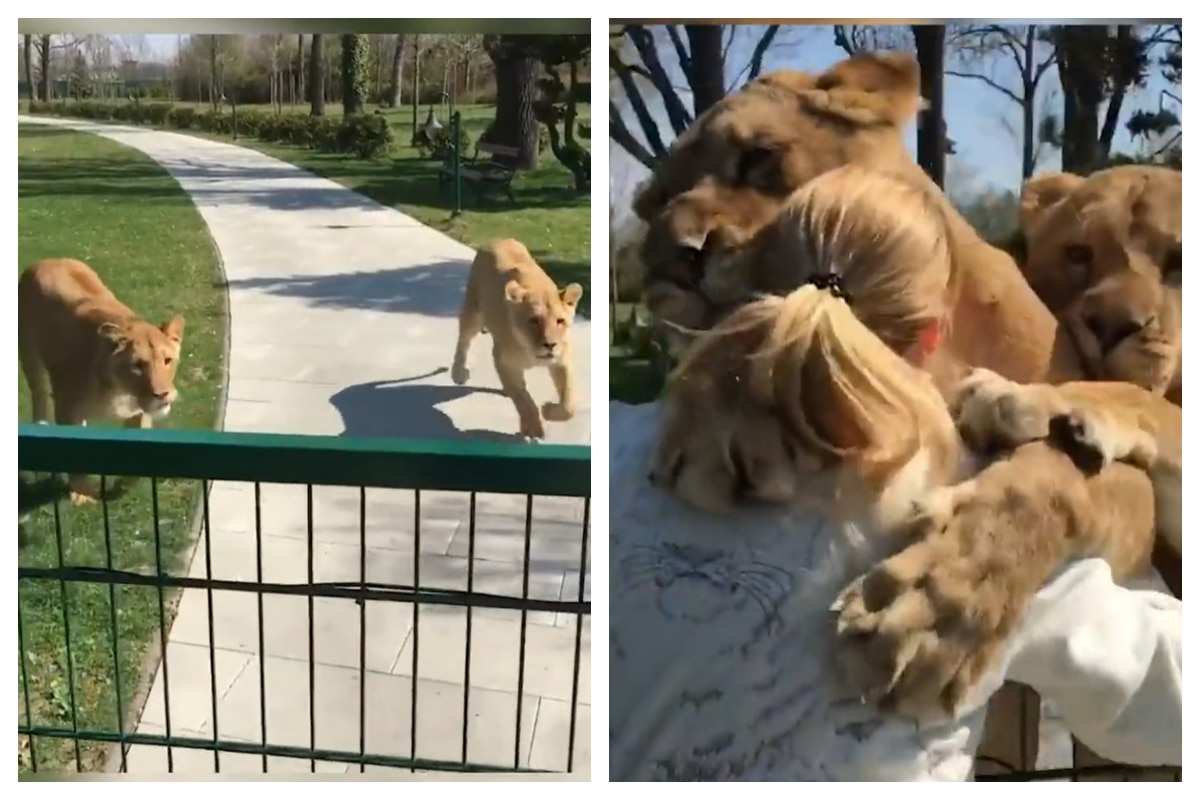 Viral Video: Fully Grown Lionesses Act Like Babies When Reunited With ...