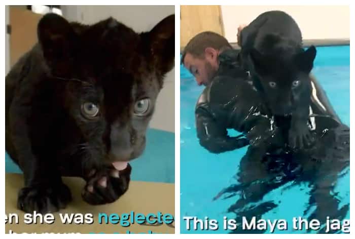 Man Hand Rears Five Day Old Female Jaguar And Their Bond Is Legendary Watch