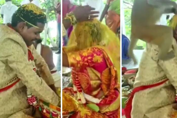 Bride And Groom Are Performing Wedding Ritual Monkey Spoils Their Party ... Bride And Groom Are Performing Wedding Ritual Monkey Spoils Their Party ...