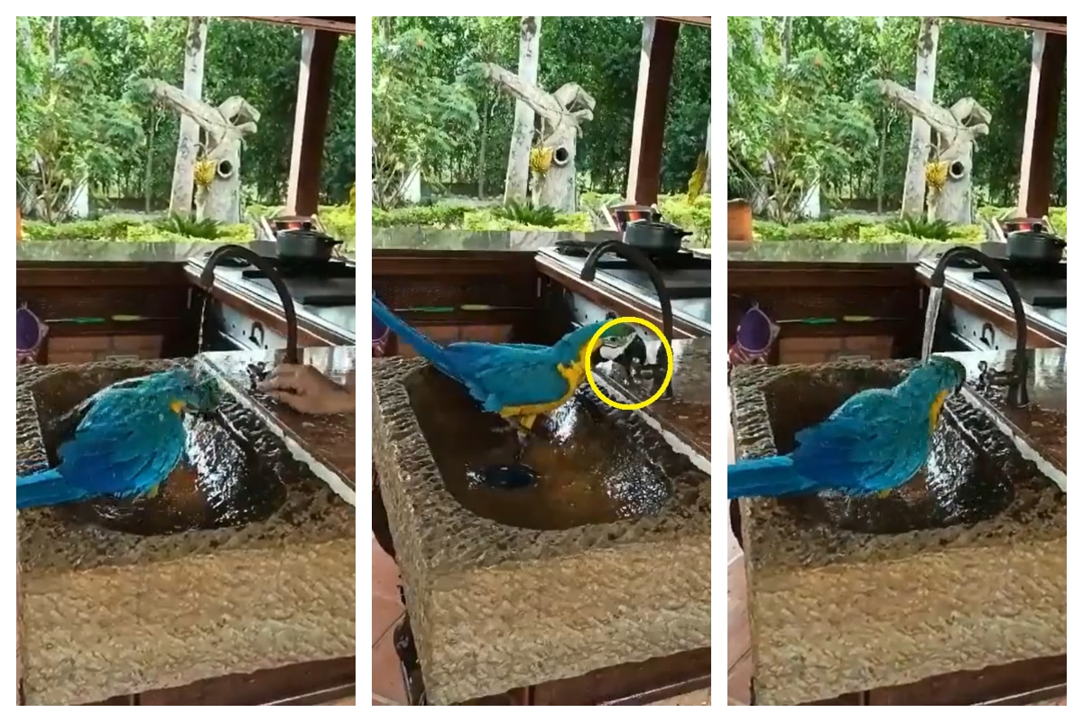 Vira Video: Parrot Opens Up Tap To Take A Cool Bath, Internet Is Impressed