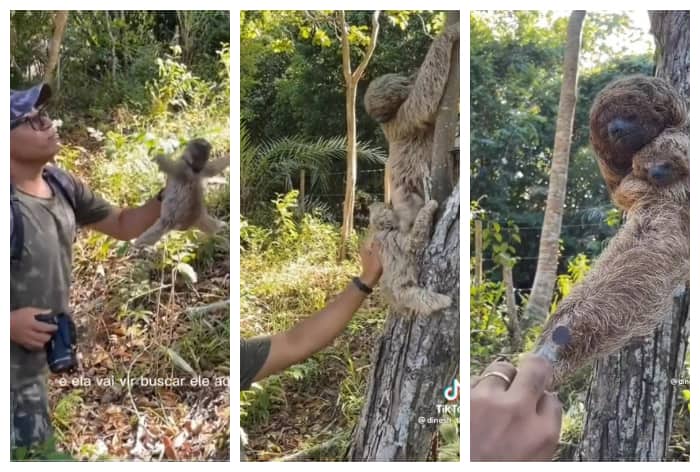 Man Lifts Up Baby Sloth And Hands It Over To Mother She Thanks Him With ...