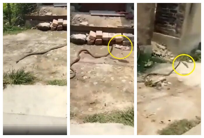 Snake Runs Away With Slipper Thrown At It Internet In Splits Watch ...
