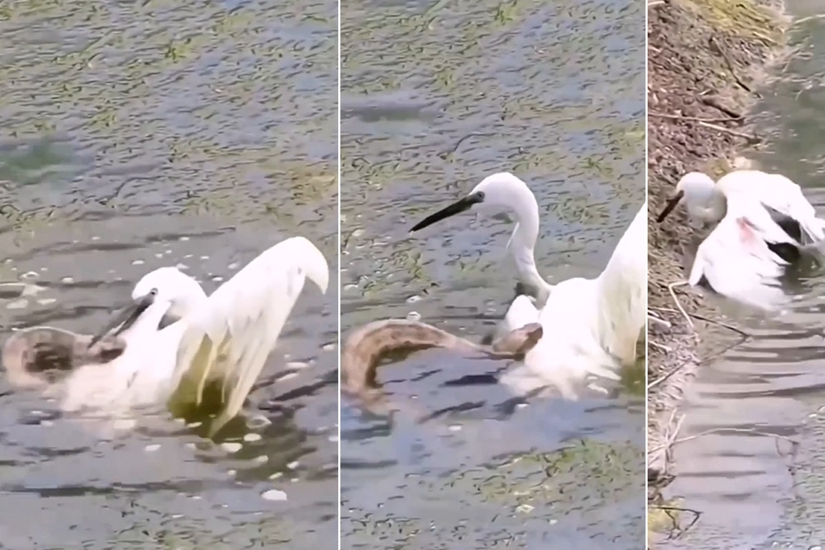 Snake Gets Crane By Its Wing, Its Retaliation Will Startle You. Watch