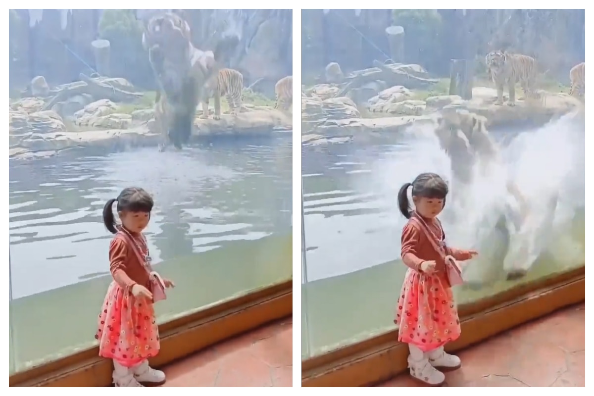 Viral Video Shows How Dangerous And Excellent Hunters Tigers Are