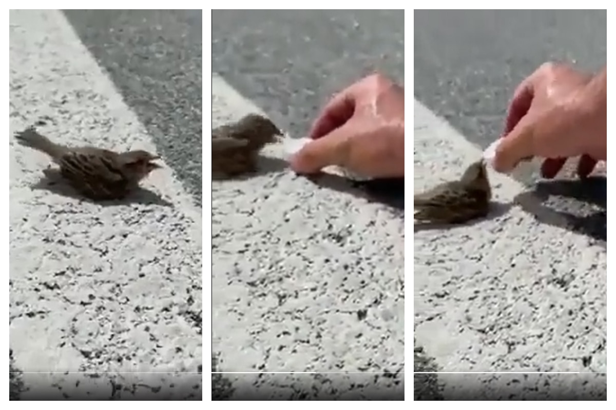 Viral Video Of Man Offering Drinking Water To Thirsty Bird Has Message ...