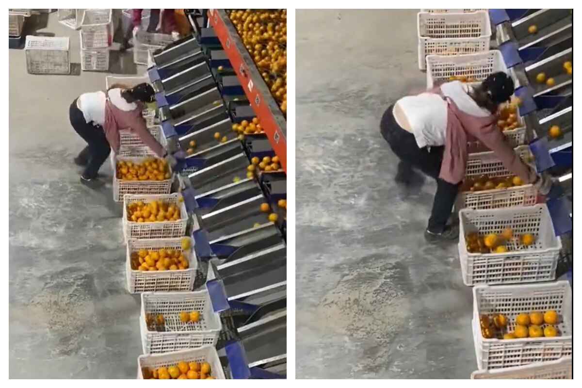 Woman Collects Oranges Non-Stop From Panels, Passes Them Further, Earns ...