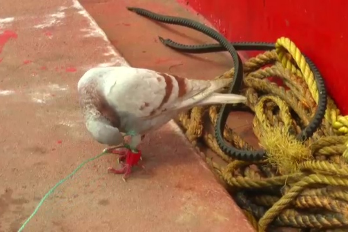 Suspected Spy Pigeon With Devices Fitted On Leg Caught In Odisha See Pics