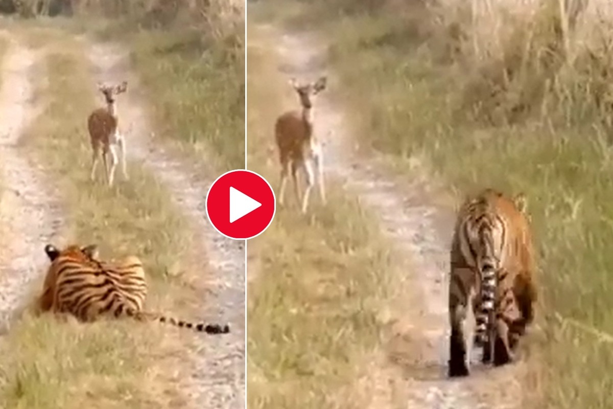 Bagh Ka Video: खूंखार बाघ को देखते ही रुक गया हिरण, फिर जो हो गया सोच ...