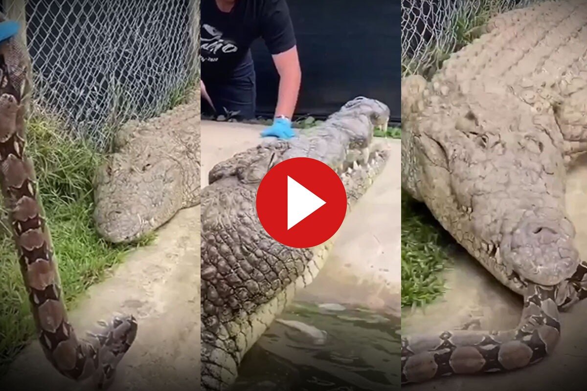 Azgar Aur Magarmach Ka Video: अजगर को देखते ही झपट पड़ा मगरमच्छ, सेकंड ...