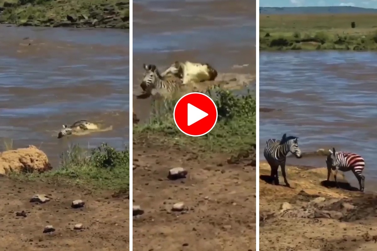 Magarmach Ka Video: जेब्रा को दबोचने के लिए मगरमच्छ ने लगा दी सारी ताकत ...