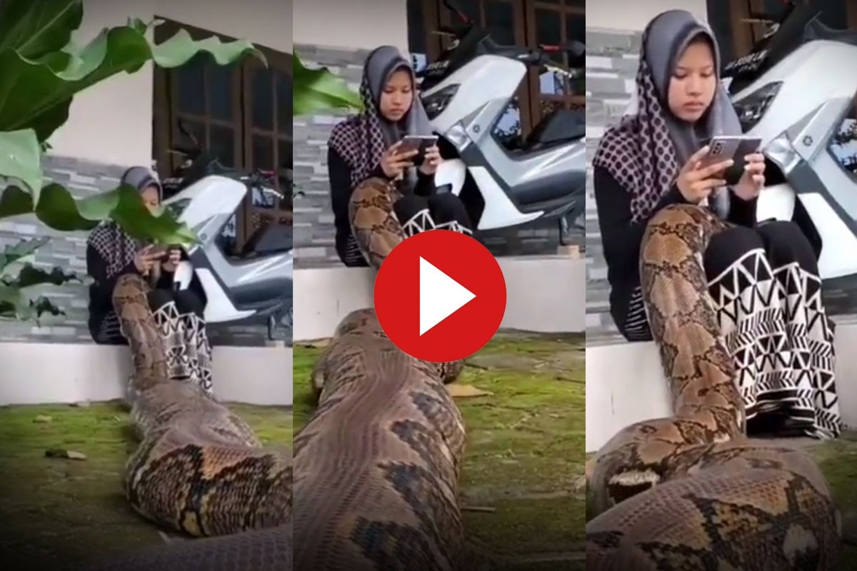 Azgar Ka Video: चुपके से लड़की के गोद में जा बैठा विशालकाय अजगर, हिलाकर रख देगा आगे का नजारा ...