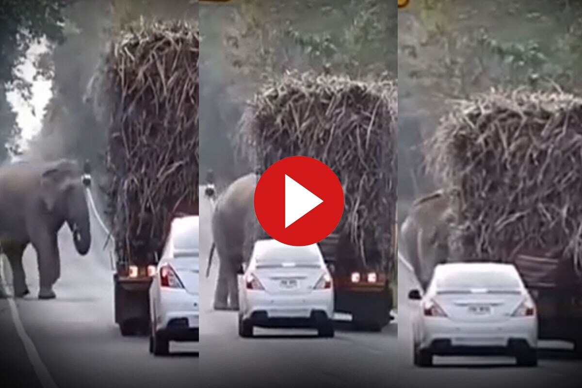 Hathi Ka Video: जंगल से निकलकर ट्रक वाले को धमकाने लगा हाथी, जब तब ...