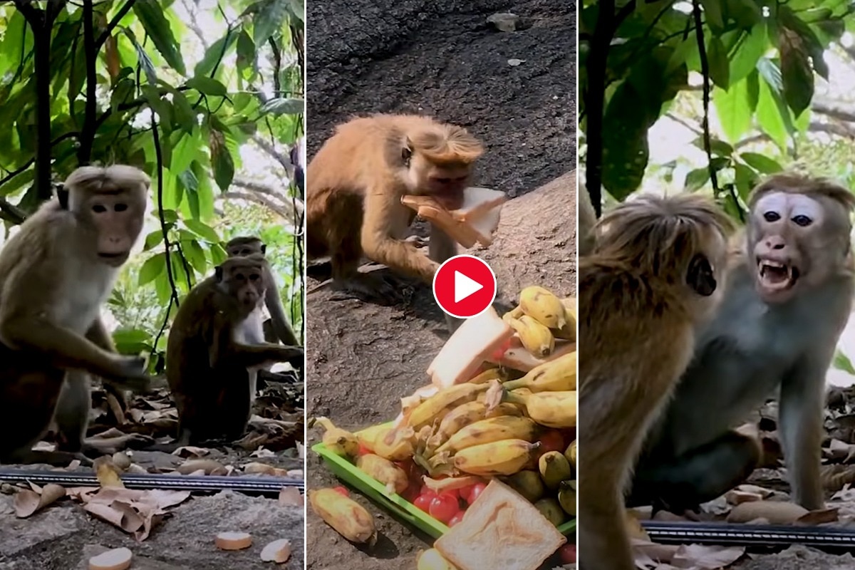 Bandar Ka Video: जब बंदर को दिखाया उसी का चेहरा, दिया ऐसा रिएक्शन सोच ...