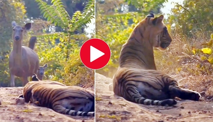 Bagh Ka Video: आलसी बाघ के सामने खड़ा हो गया हिरण, थोड़ा सा उठा फिर सो ...