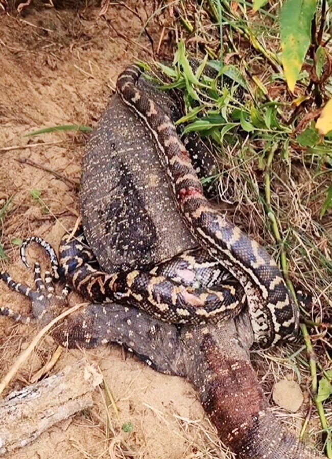 अजगर और कोमोडो ड्रैगन में हो गई तगड़ी भिड़ंत, अंदर तक हिला देगा नजारा ।Pics