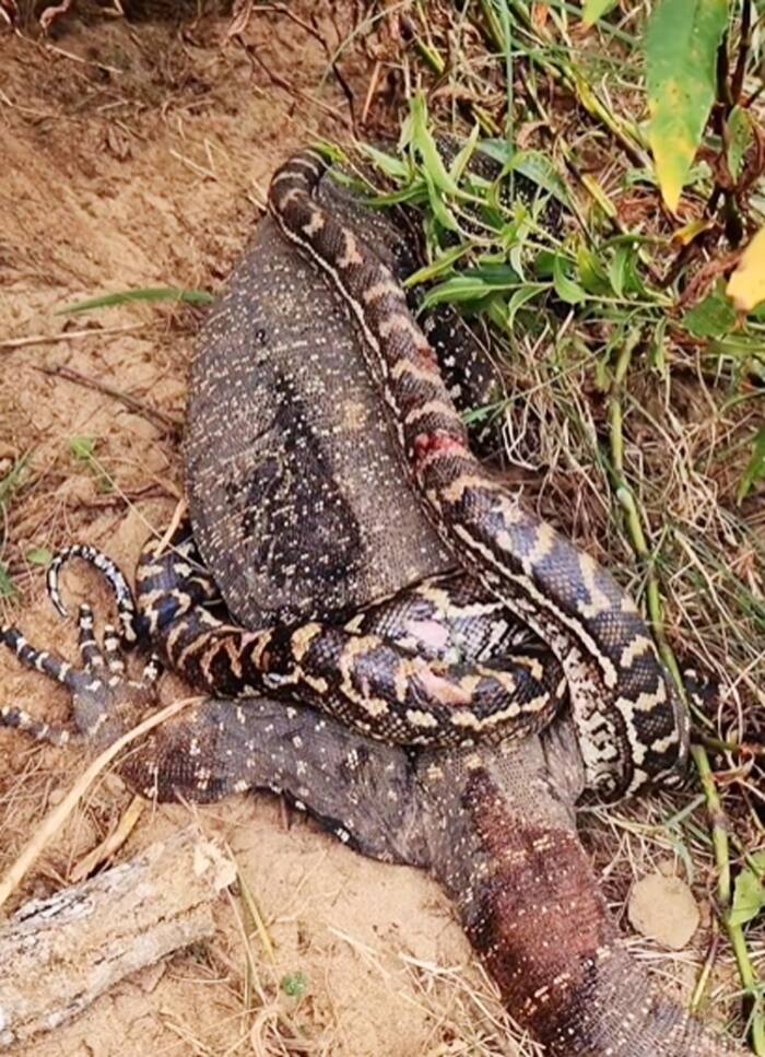 अजगर और कोमोडो ड्रैगन में हो गई तगड़ी भिड़ंत, अंदर तक हिला देगा नजारा ।Pics