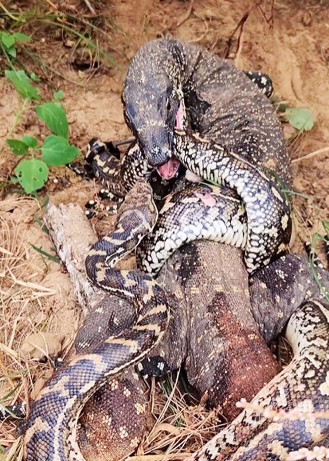 अजगर और कोमोडो ड्रैगन में हो गई तगड़ी भिड़ंत, अंदर तक हिला देगा नजारा ।Pics