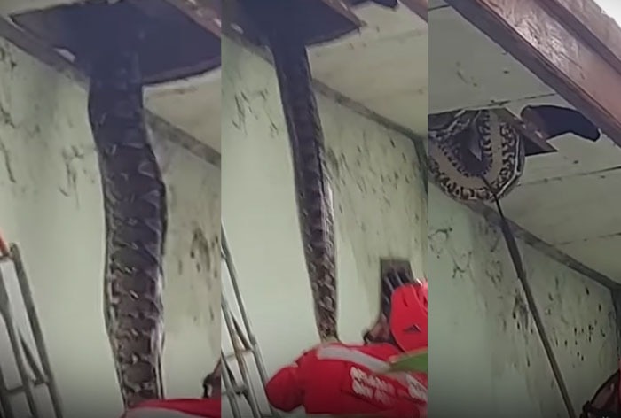 Azgar Ka Video: घर की छत में अजगर ने बना रखा था ठिकाना, नजर पड़ते ही ...