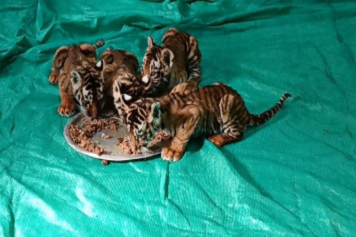 Wild Animal News: बाघ के शावकों को मां से मिलाने की कोशिशें हुईं नाकाम ...