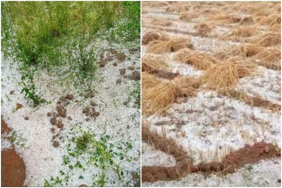 फसलों पर आफत बनकर बरसा पानी और ओले, किसानों को भारी नुकसान