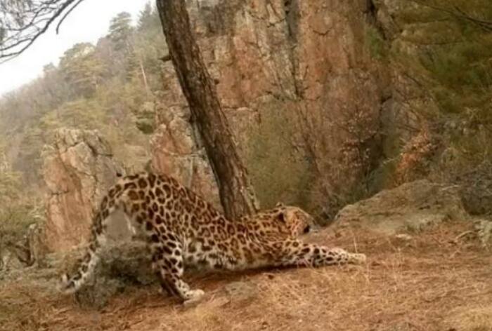 Viral Animal Video: Leopard Performs Surya Namaskar Internet Says Yoga Se Hi Hoga- WATCH