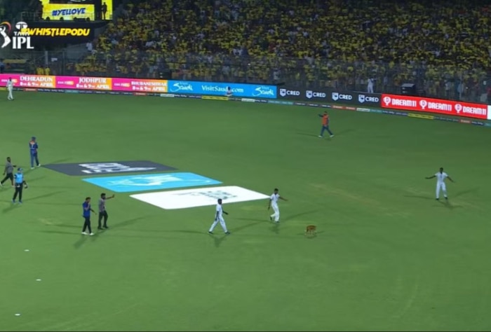 WATCH: Stray Dog Delays Start Of CSK vs LSG Match At Chepauk; Leaves ...