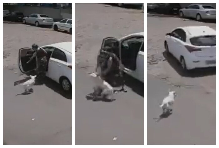 Woman Abandons Pet Dog On Road Drives Away Heartbreaking Video