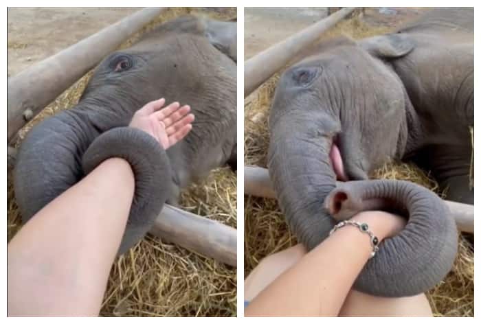 Baby Elephant Holds Keepers Hand And Wouldnt Let Go Internet Is Wowed Watch