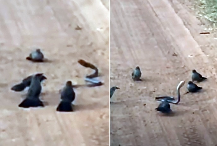 Birds Give Snake Massive Beating In Rare Viral Video: Watch