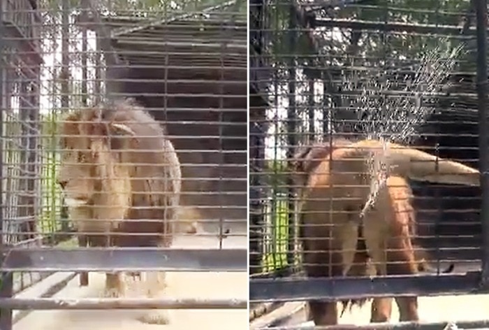 Visitors Tease Caged Lion Its Retaliation Is Worth Billion Likes Watch
