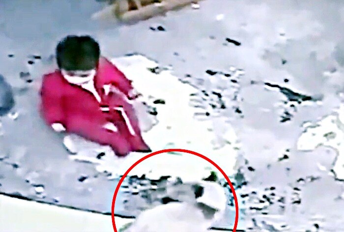 Cat Pushes Back Human Baby To Safety As He Crawls Towards Stairs Watch