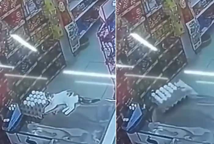 Cats Crime Caught On CCTV Internet Says Not Guilty Watch Funny Video