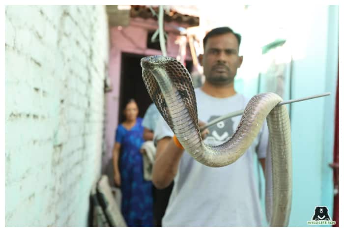 Cobra Rescued From Delhi’s Old Market By Wildlife SOS