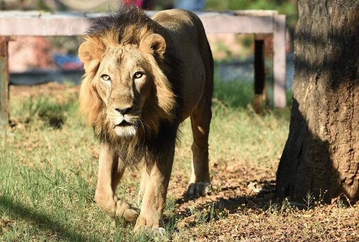 Lion Attacks Keeper Drags Him Away In Bush Shocking Video Emerges