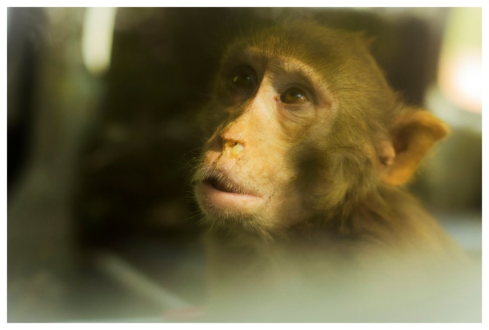 Ailing Monkey Seeks Shelter In Parliament House Rescued By Wildlife SoS