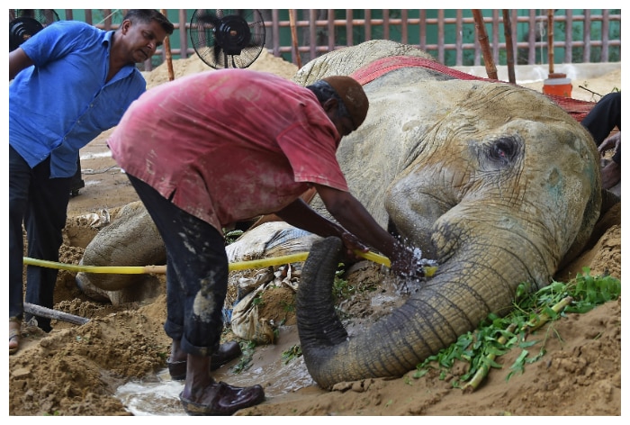 Animal Lovers Mourn Tragic Death Of Elephant Noor Jehan At Karachi Zoo ...