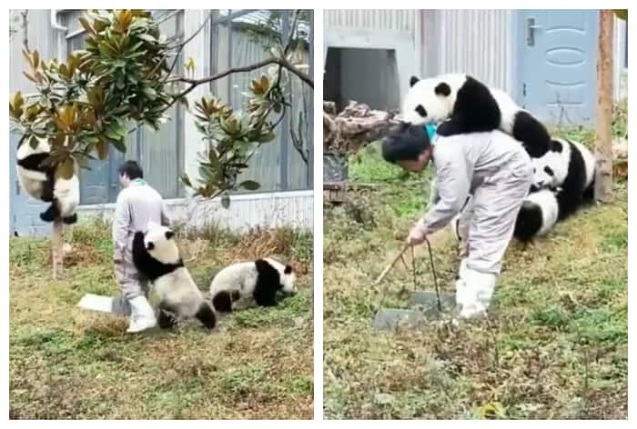 Panda Nanny Deals With Lovable Little Monsters Yet Not Complaining Watch