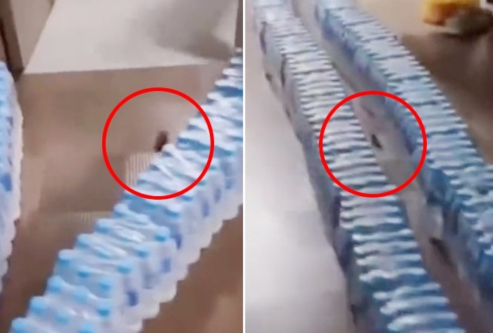 This Trick To Chase Out Rat From House Is Very Effective Watch Viral Video
