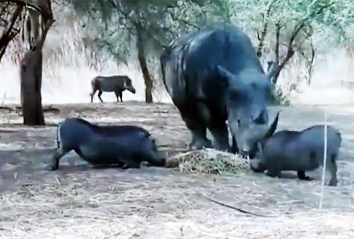 Angry Rhinoceros Tosses Up Warthog Many Feet Up Like A Toy Watch