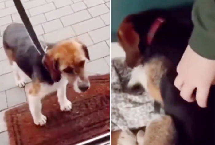 Stirring Video Shows Amazing Changes In Fearful Dog At New Home Watch