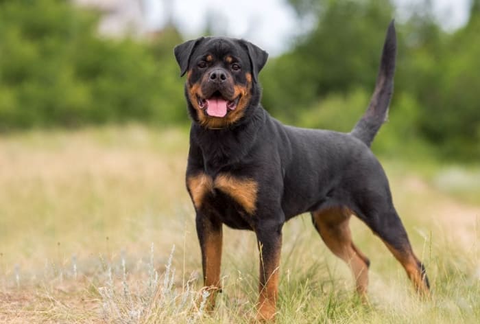 दुनिया के 10 सबसे खतरनाक कुत्ते, इन्हें देखते ही रास्ता बदल लेने में है ...